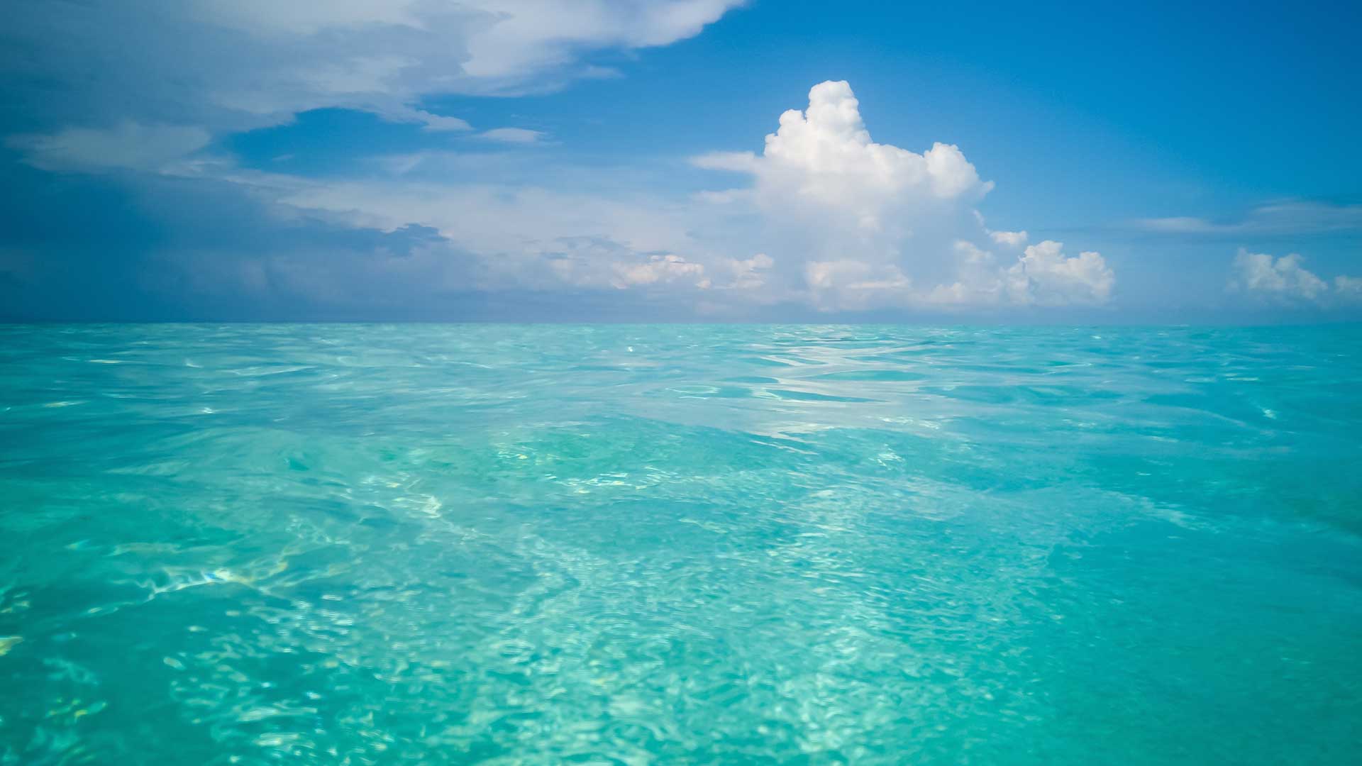 Psicóloga en Marbella | Terapia Online | Alexandra Polo